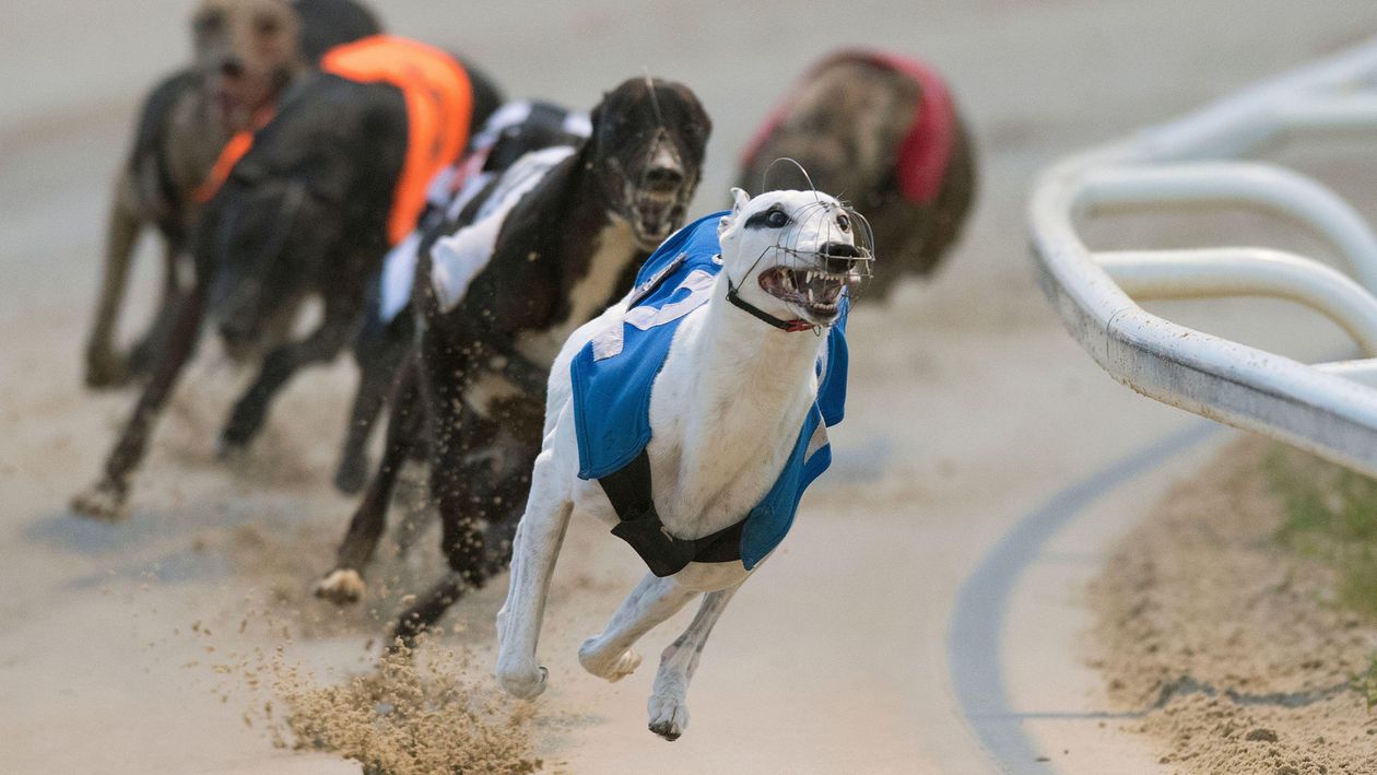 Saturday's free greyhound racing tips and selections for latest BAGS ...