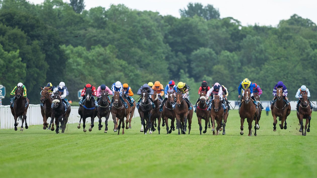 Horses to follow: Trackside Live team with horses for My Stable