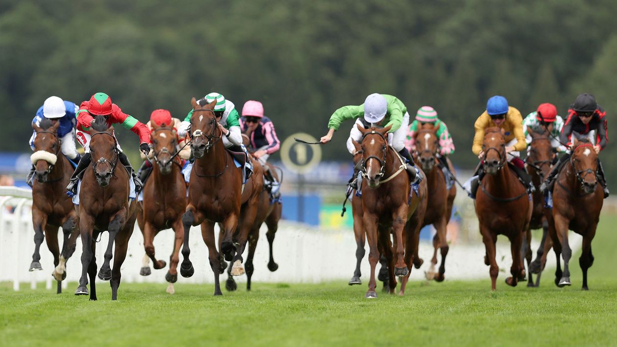 Horses to follow: Trackside Live team with horses for My Stable tracker