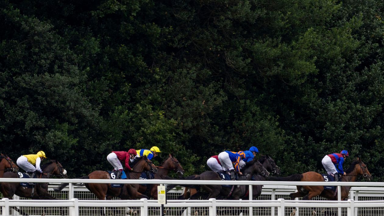 Timeform say Saturday Ascot going description 'pretty close to the mark'