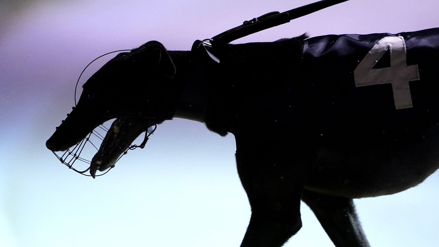 Greyhound Derby preview: Antepost betting tips and analysis