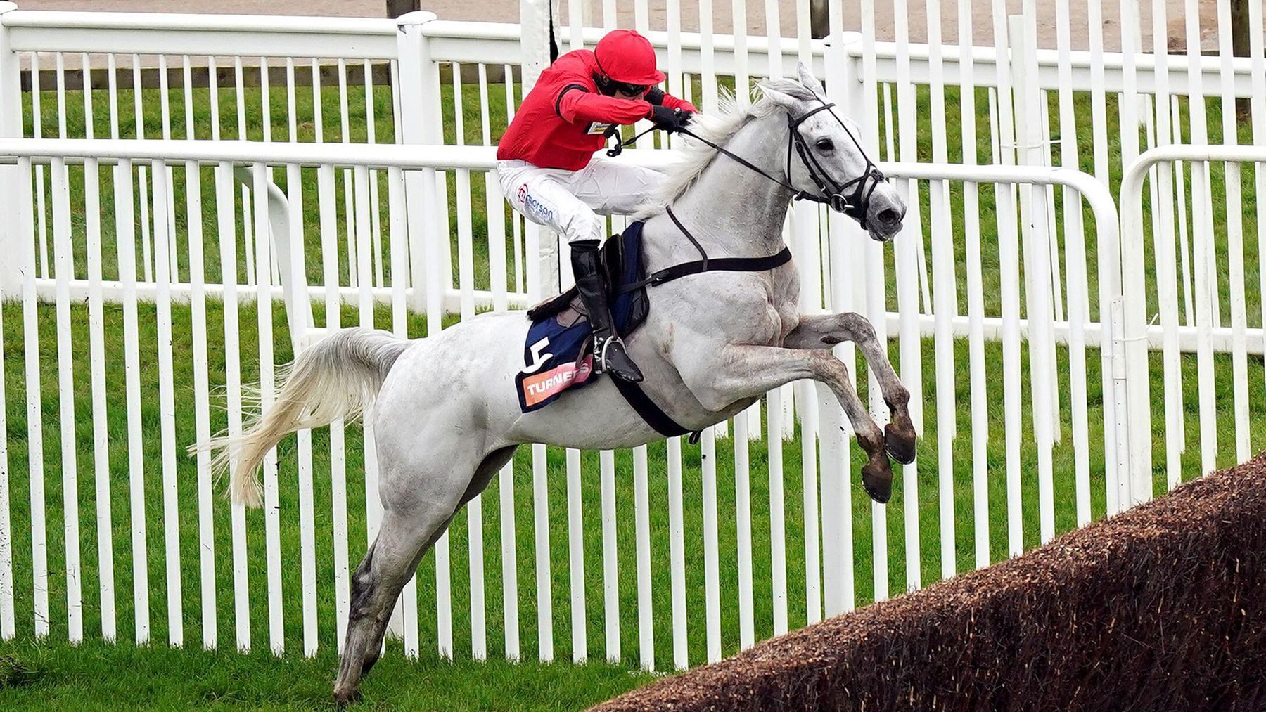Betfair Chase preview: Grey Dawning 15/8 after strong entry revealed