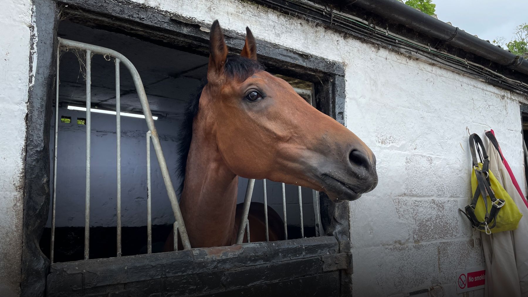 Michael Dods stable tour 2024 Flat season including Azure Blue and ...