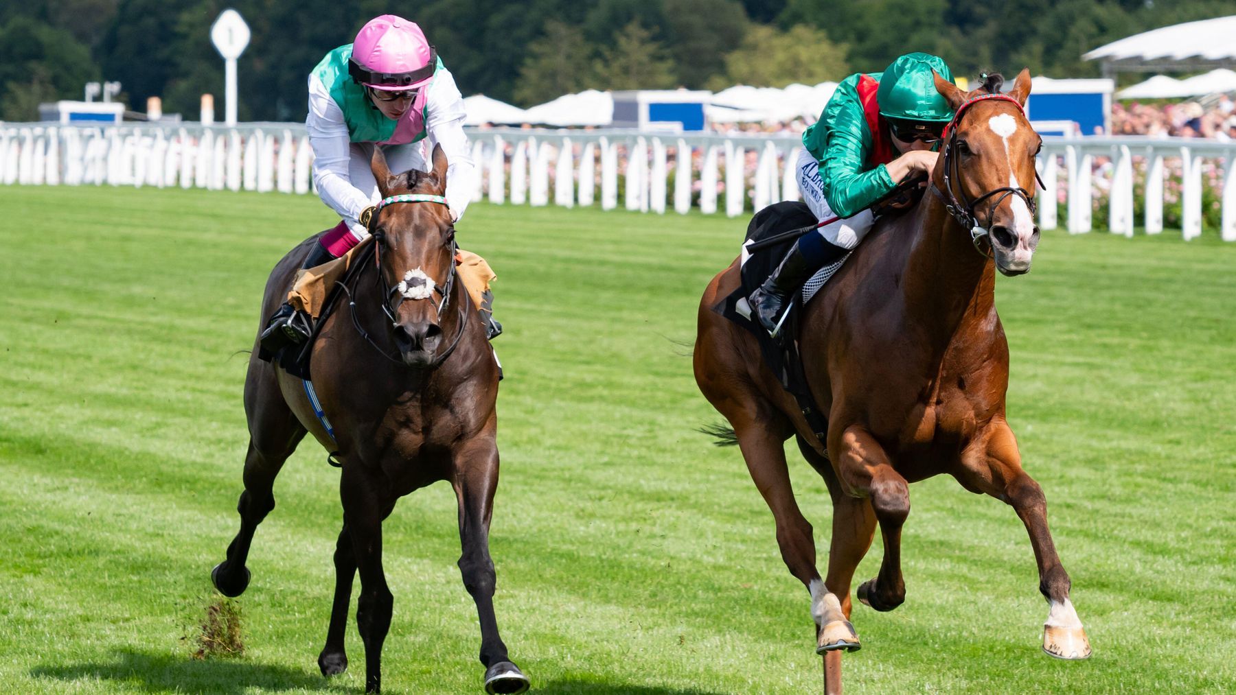 Calandagan could run in the Champion Stakes at Ascot before contesting ...