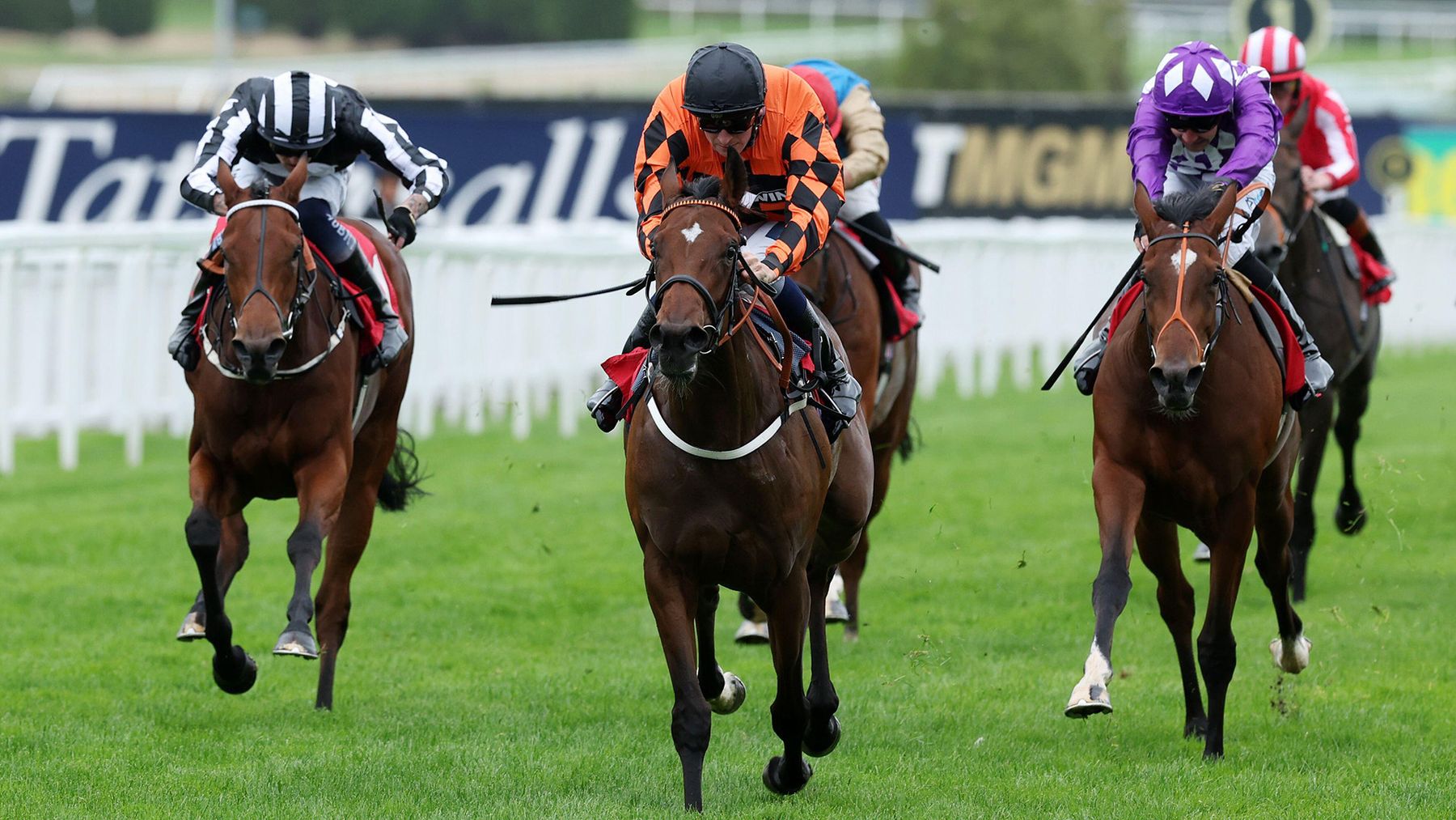 Horses to follow: Trackside Live team with horses for My Stable