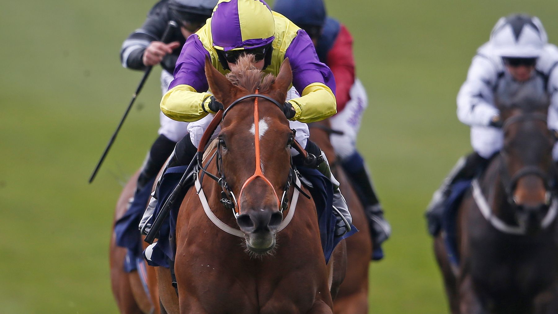 32Red Sprint Cup: Horse by horse guide to Haydock feature