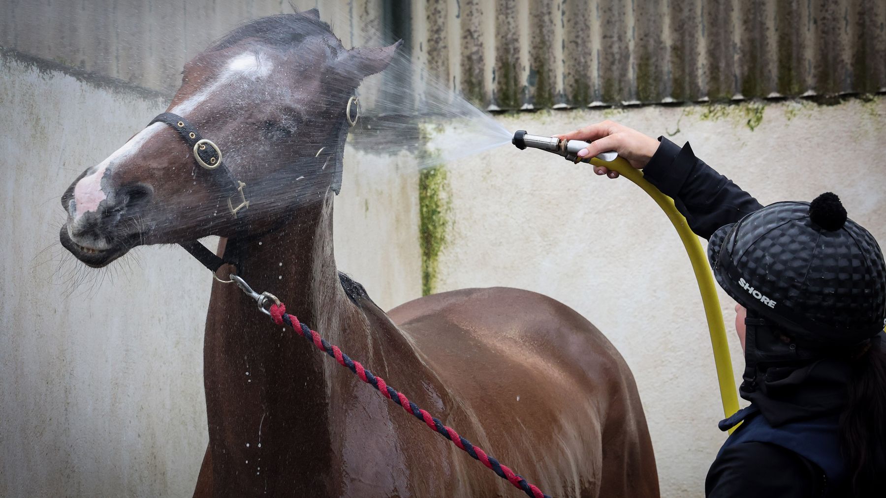 Gordon Elliott Cheltenham Festival Stable Tour: Runners & Leading Chances