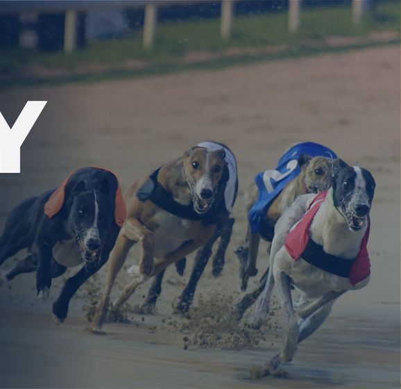 Greyhounds betting tips: Daily dogs racing preview and best bets