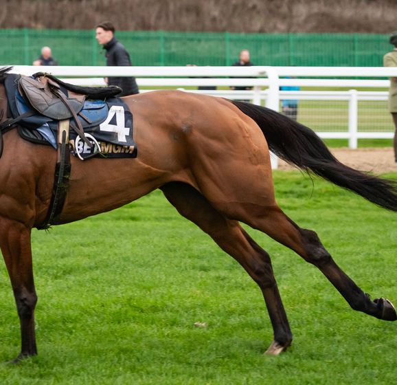 What's the verdict on The New Lion after his fall in the Fighting Fifth ...