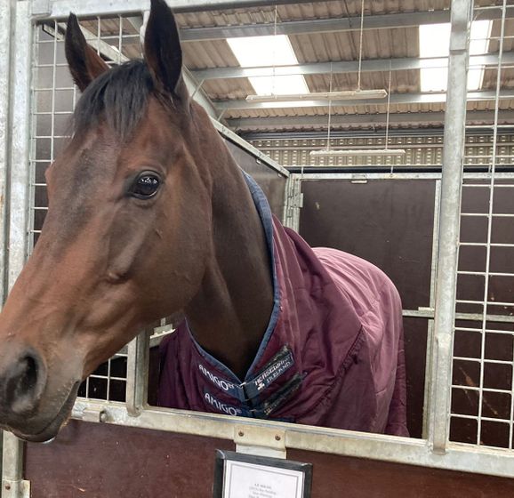 Dan Skelton Stable Tour including Protektorat, West Balboa and Grey Dawning