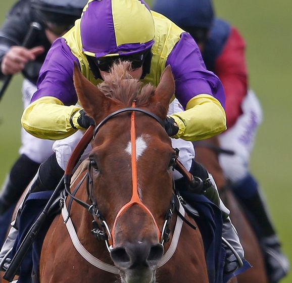 32Red Sprint Cup: Horse by horse guide to Haydock feature