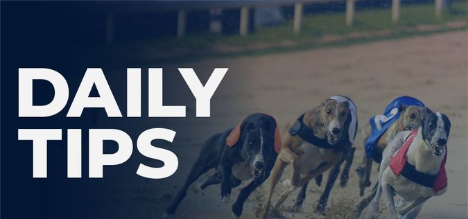 Greyhounds betting tips: Daily dogs racing preview and best bets