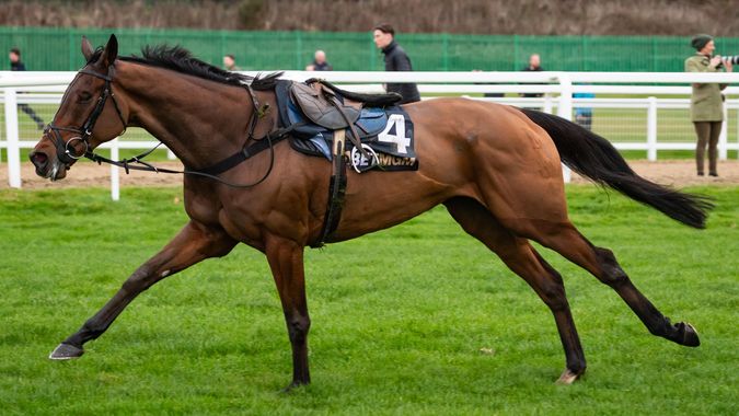 What's the verdict on The New Lion after his fall in the Fighting Fifth ...