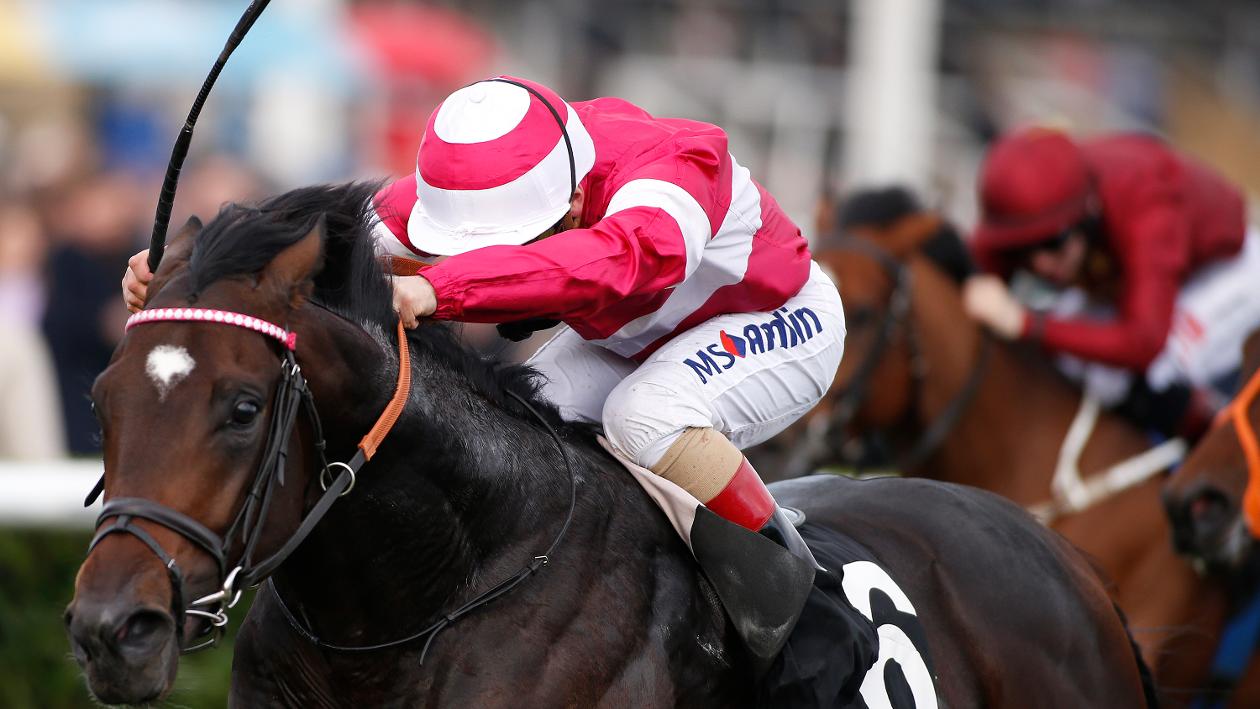 William Haggas Flat season stable tour